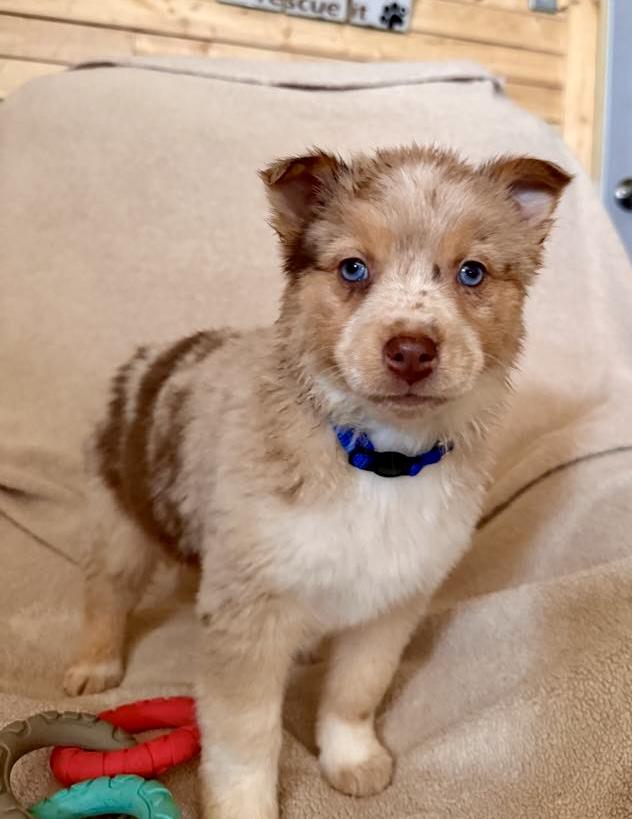 Dog for adoption - Opal, a Pomsky & Australian Shepherd Mix in North ...