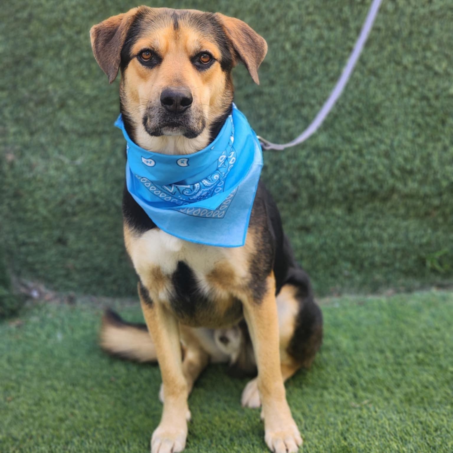 Dog for adoption - Danny, a German Shepherd Dog Mix in Sheridan, CO ...