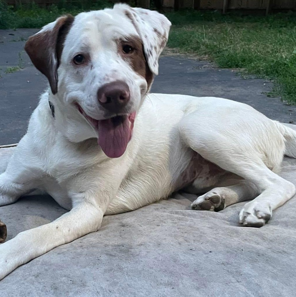 Dog for adoption - Patch, a Labrador Retriever Mix in Rochester, NY ...
