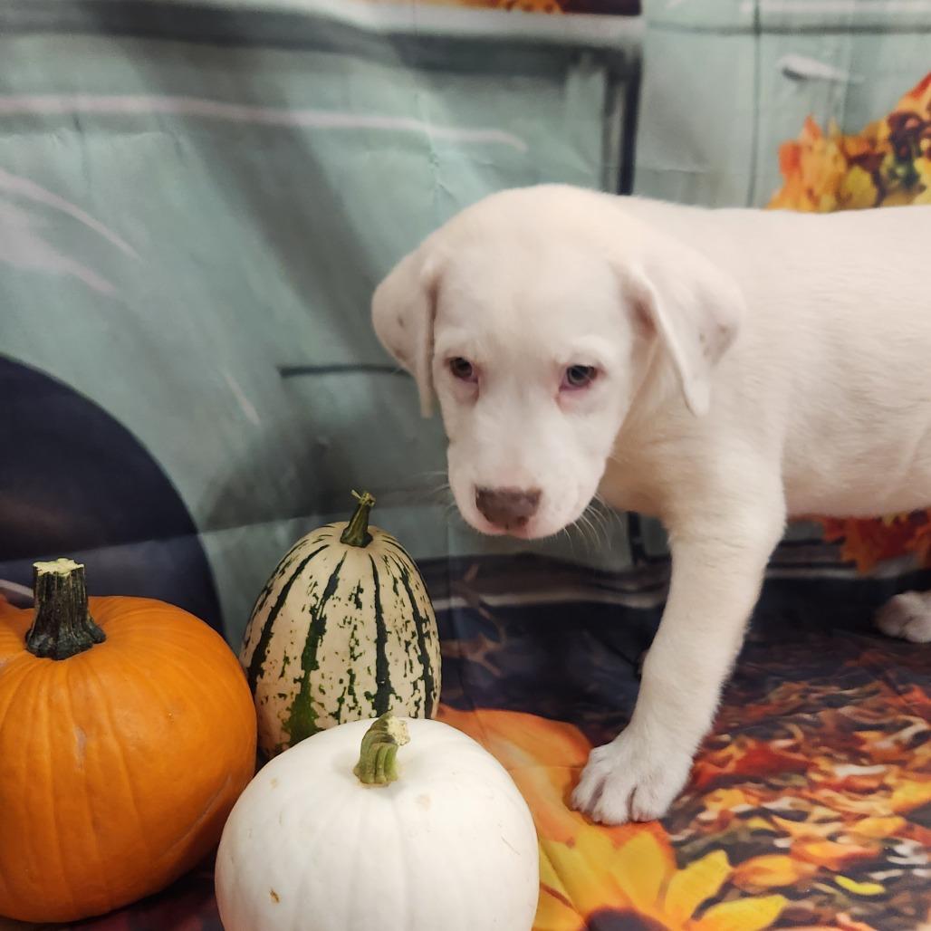 Dog for adoption - Olaf JuM, a Border Collie Mix in Burnsville, MN ...