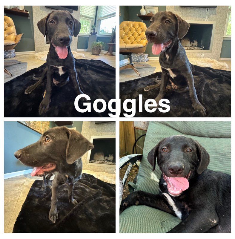 Dog for adoption - Goggles, a Black Labrador Retriever Mix in Cordova ...