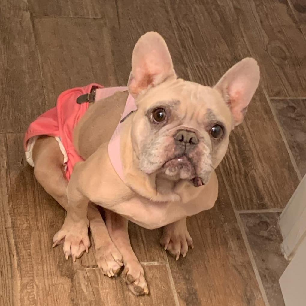 Dog for adoption - Frida MA, a French Bulldog in Memphis, TN | Petfinder