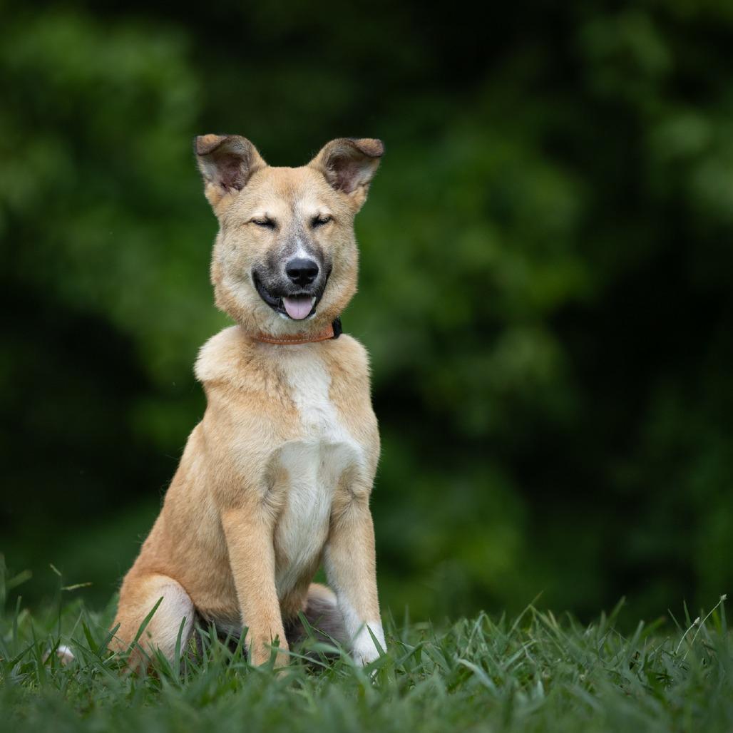 Dog for adoption - Bear, an Anatolian Shepherd in Tarrytown, NY | Petfinder