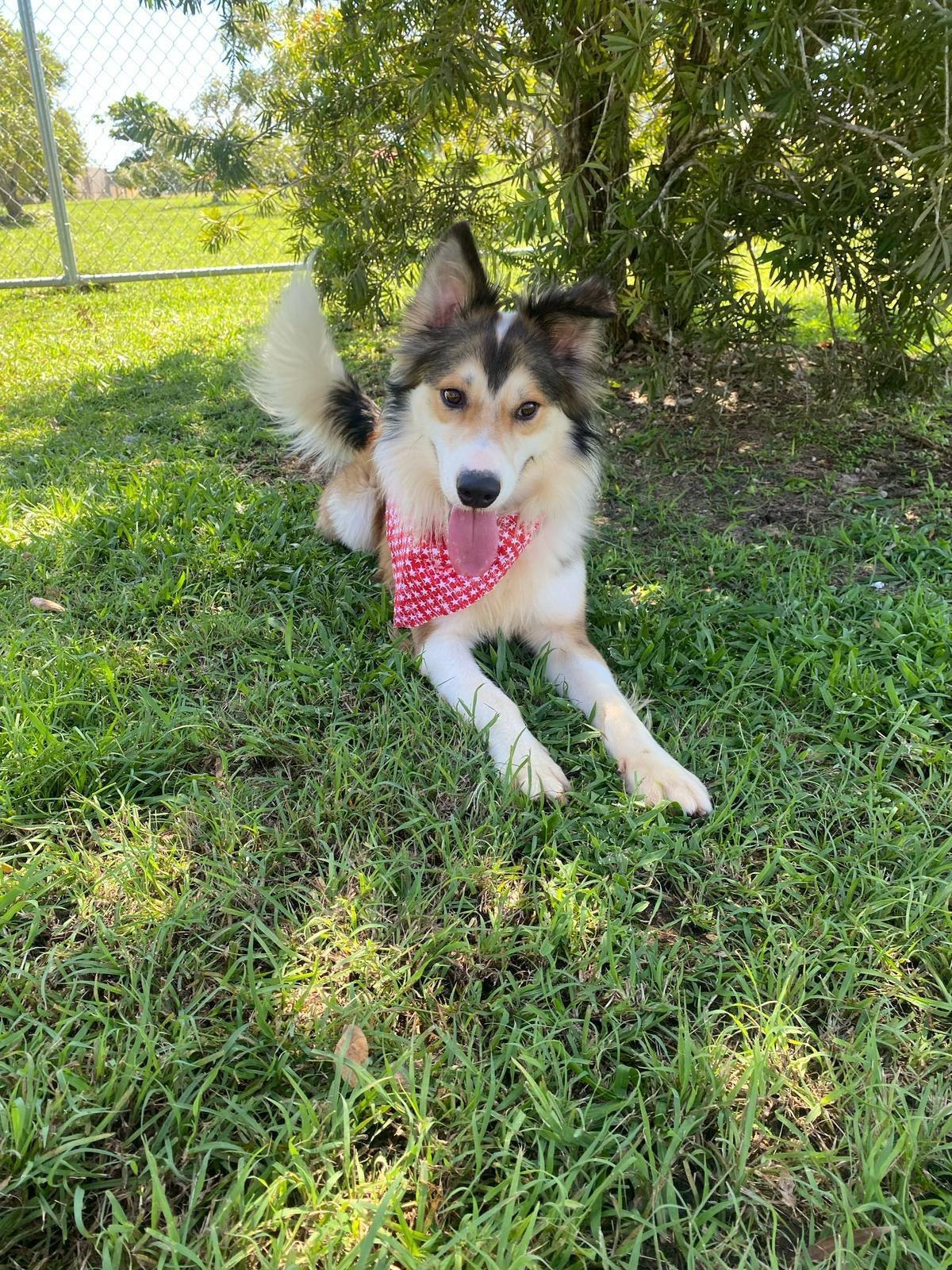 Dog for adoption - Nanook, a Collie & Husky Mix in Weare, NH | Petfinder