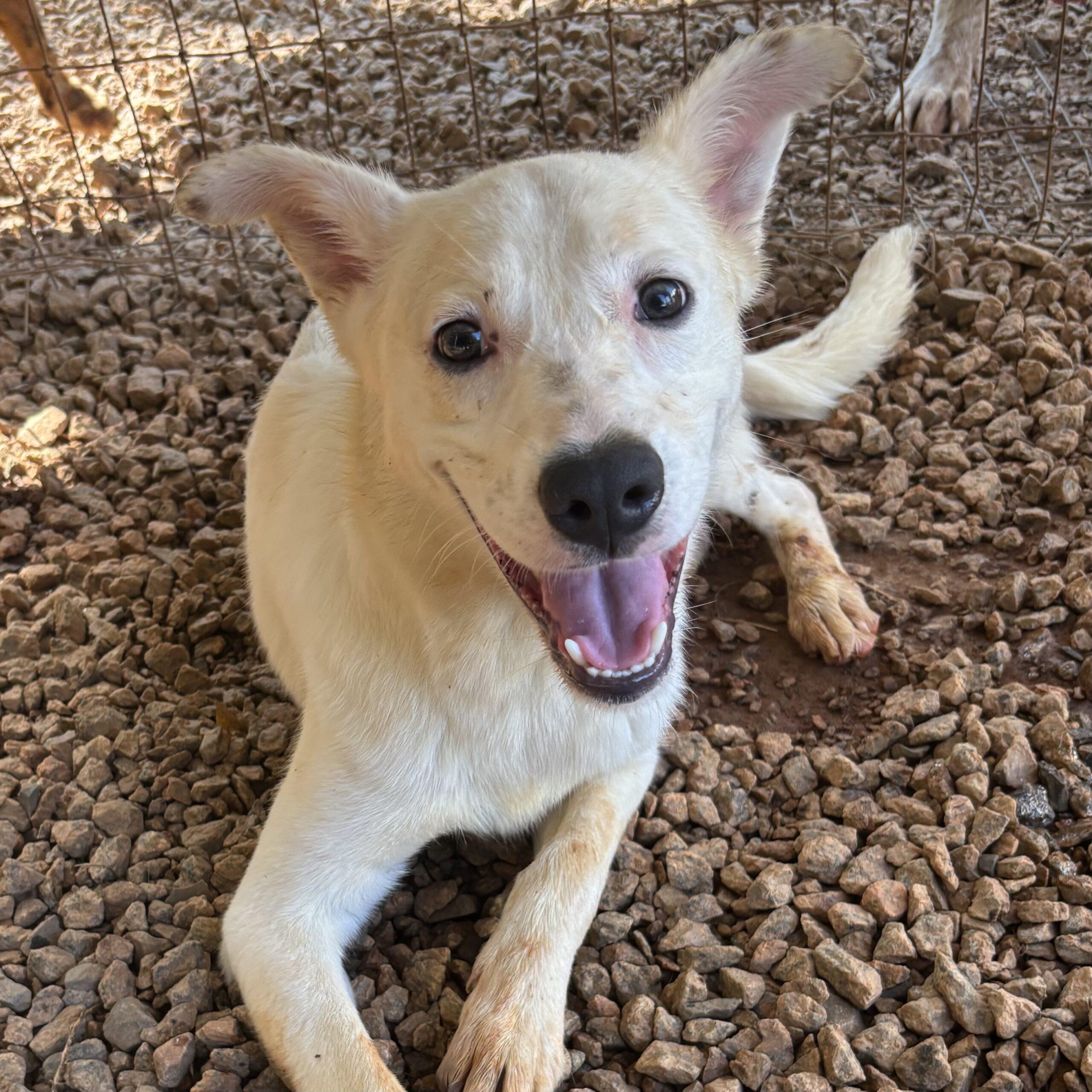 Dog for adoption - Blizzy, a German Spitz & Jack Russell Terrier Mix in ...