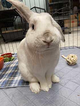Rabbit for adoption - Frosty, a Lop Eared & Flemish Giant Mix in ...