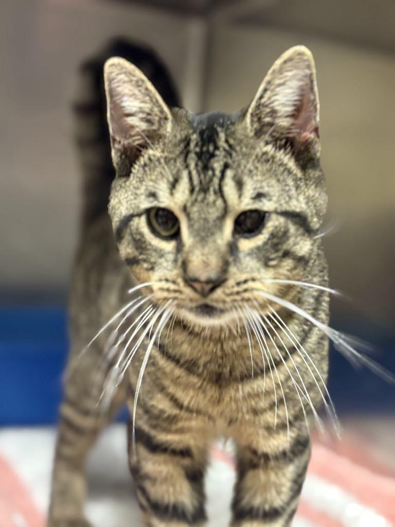 Cat for adoption - Petsmart -Ozzy!!!!!!!!!!!!!!!!!!!!, a Domestic Short Hair in Cape May Court ...