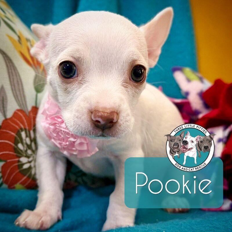 Dog for adoption - Pookie Pearl Pipsqueak, a Chihuahua Mix in ...