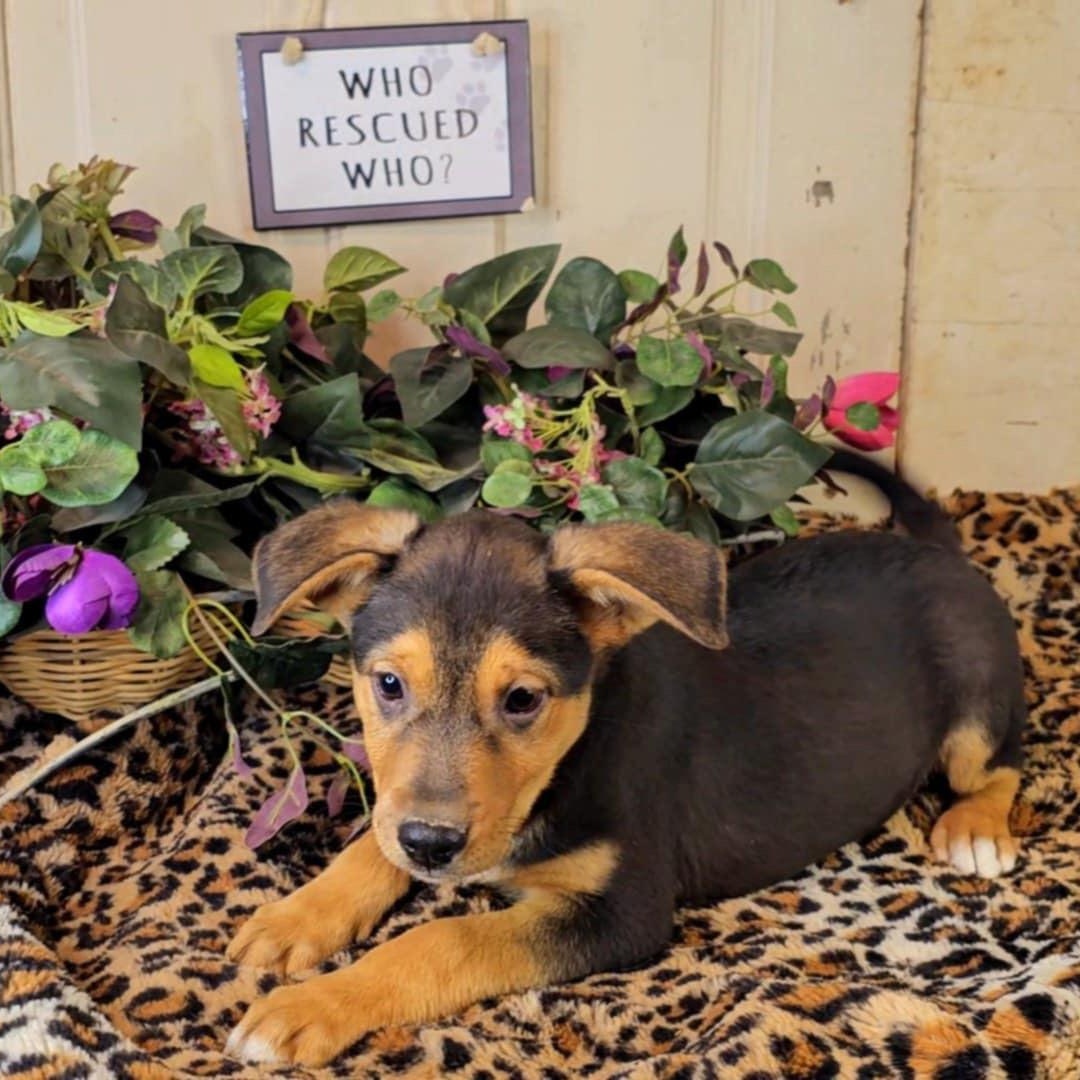 Dog for adoption - Winnie, a German Shepherd Dog & Australian Shepherd ...