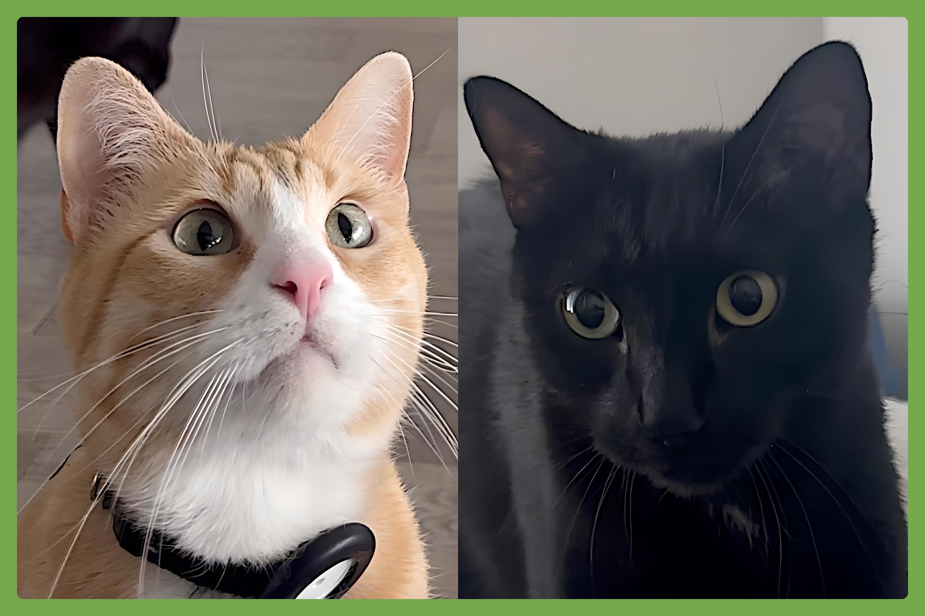 Cat for adoption - Peter and Vincent, a Domestic Short Hair in Salt ...