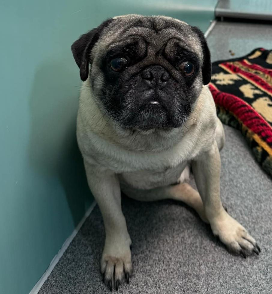 Dog for adoption - Pugachu, a Pug in Kalamazoo, MI | Petfinder