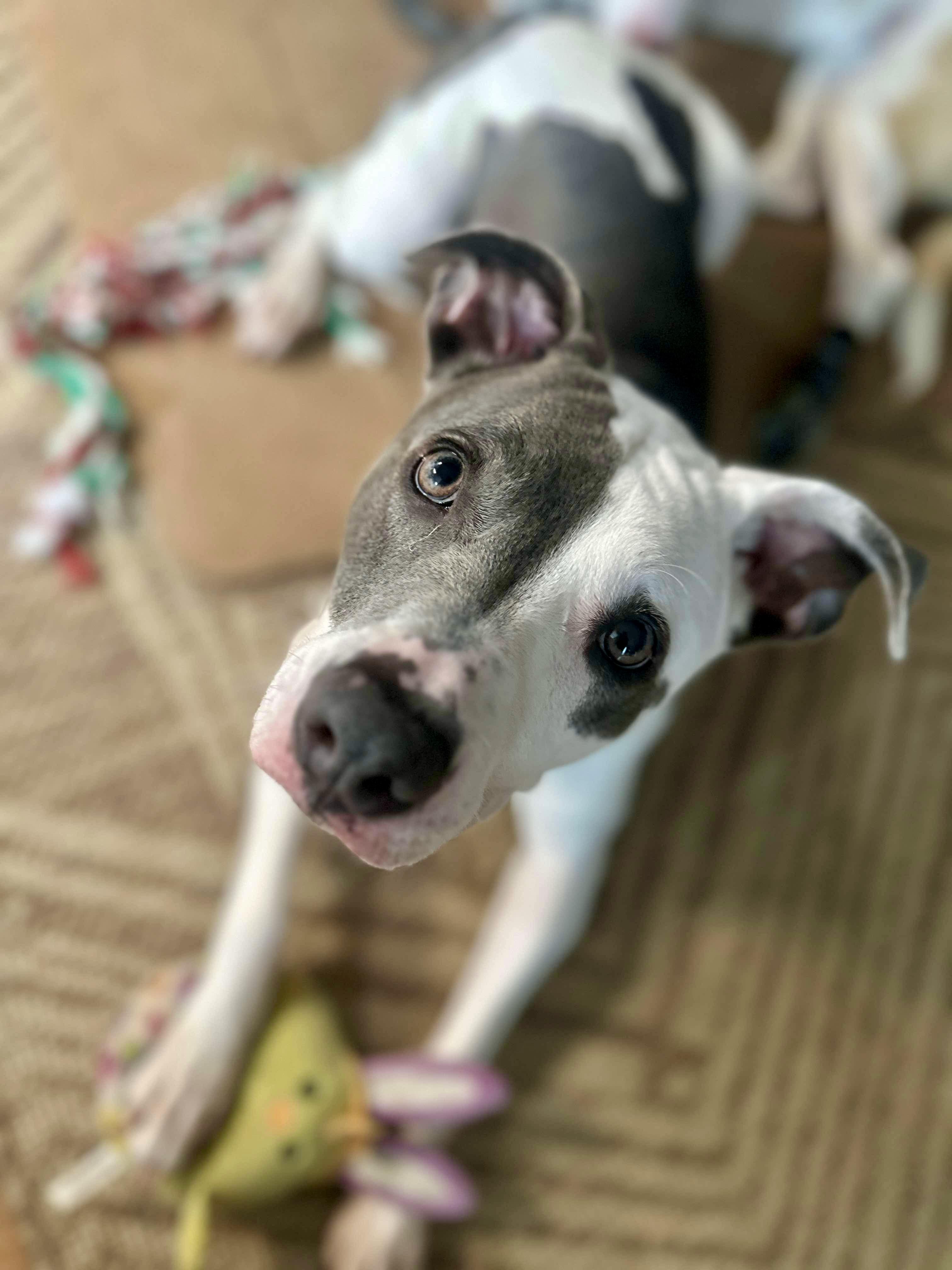 Dog for adoption - Kaleesi, an American Staffordshire Terrier Mix in ...