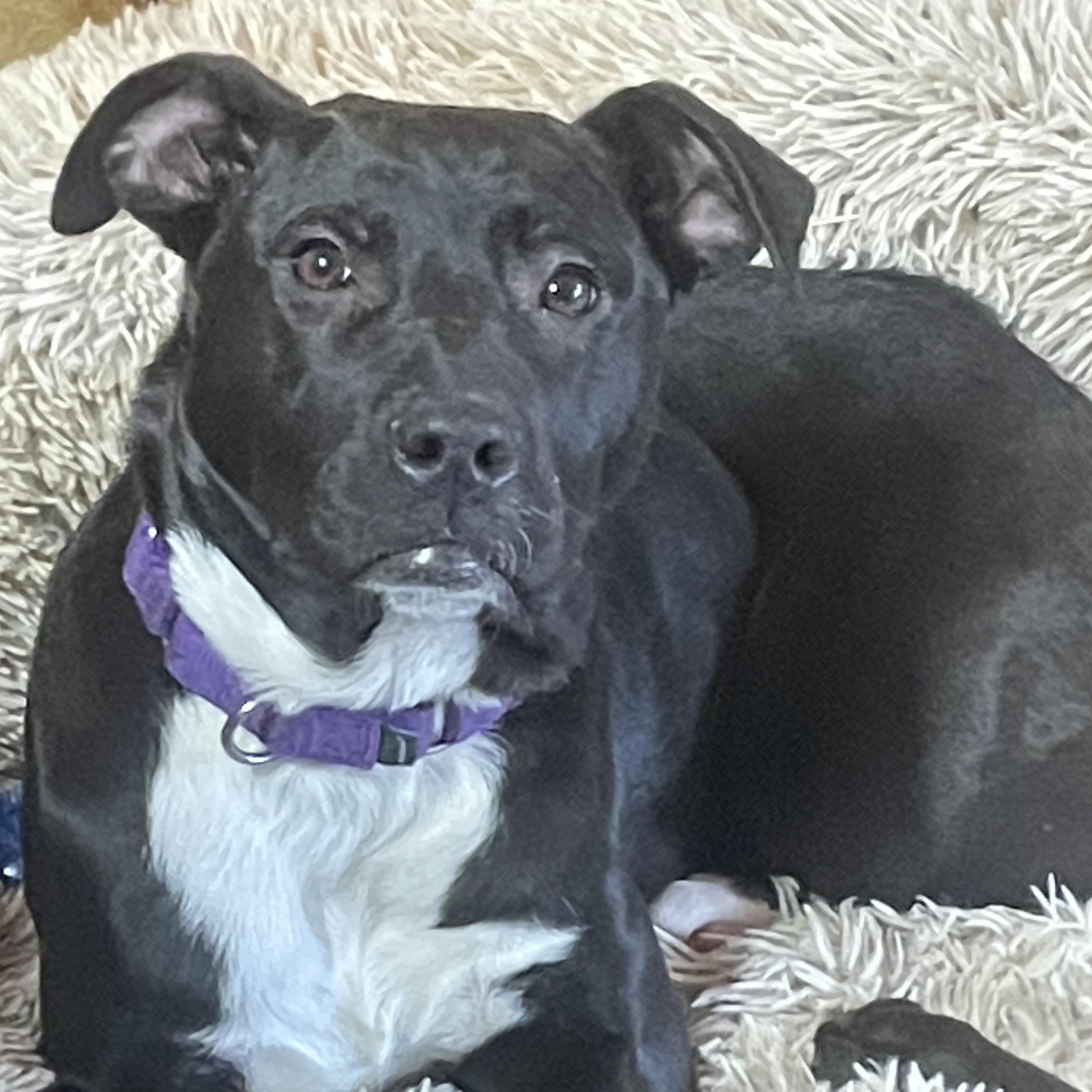 Dog for adoption - Violet, a Black Labrador Retriever Mix in Portland, ME | Petfinder