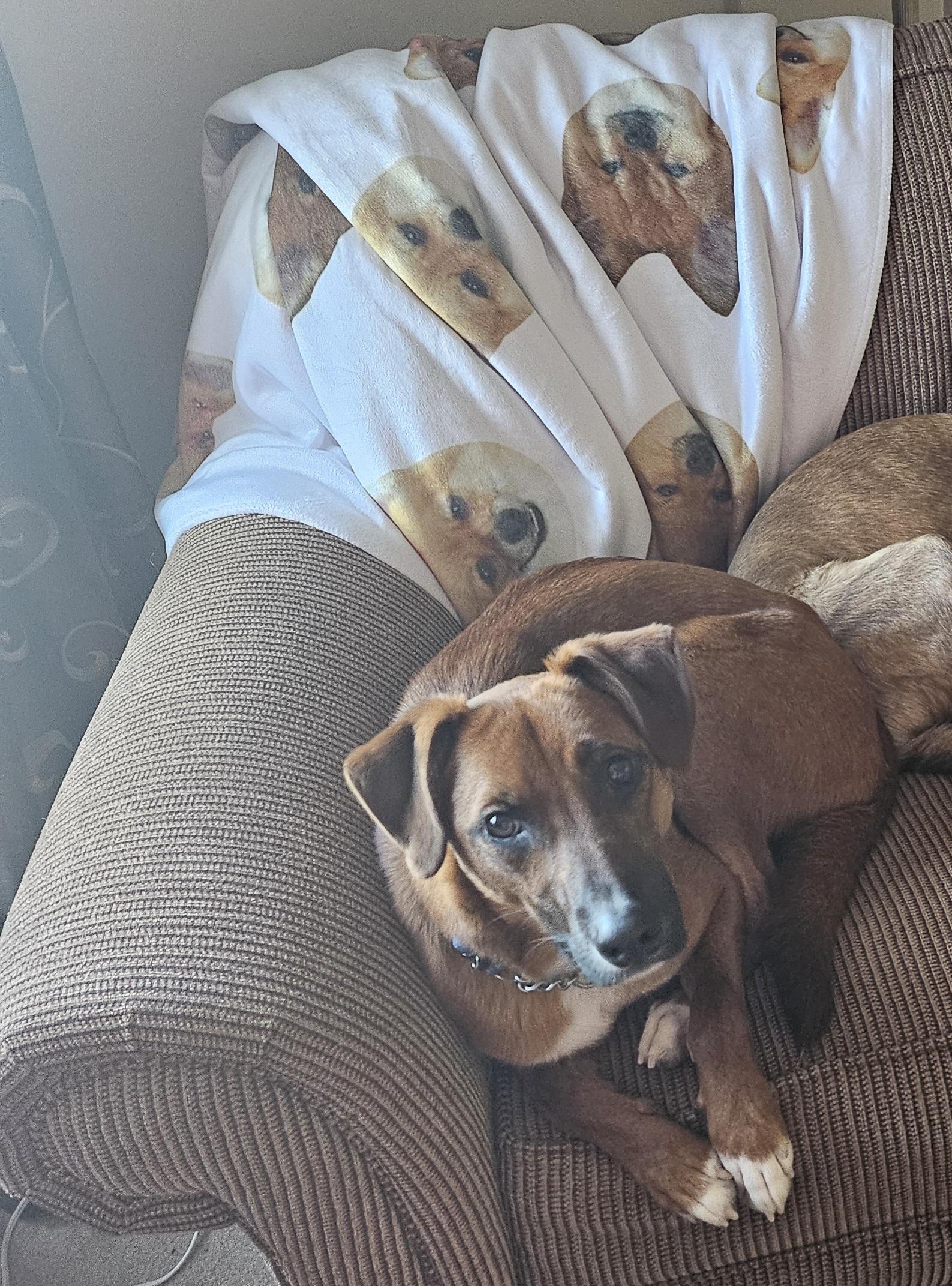 Dog for adoption - Rusty, a Labrador Retriever Mix in Manhattan, KS ...