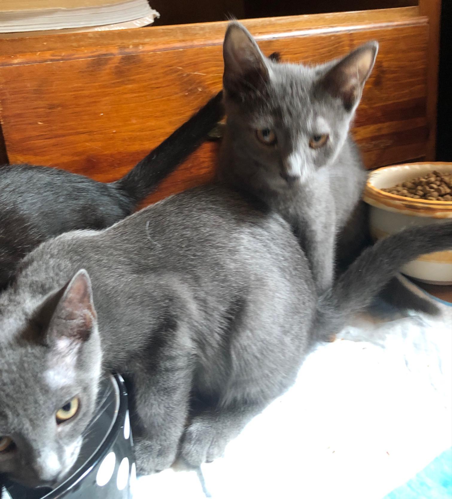 Cat for adoption - Astra, a Russian Blue Mix in Mississauga, ON | Petfinder