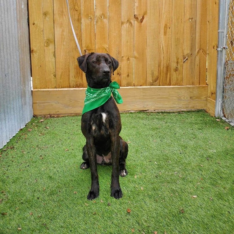 Dog for adoption - Todoric, a Mastiff Mix in Boston, MA | Petfinder