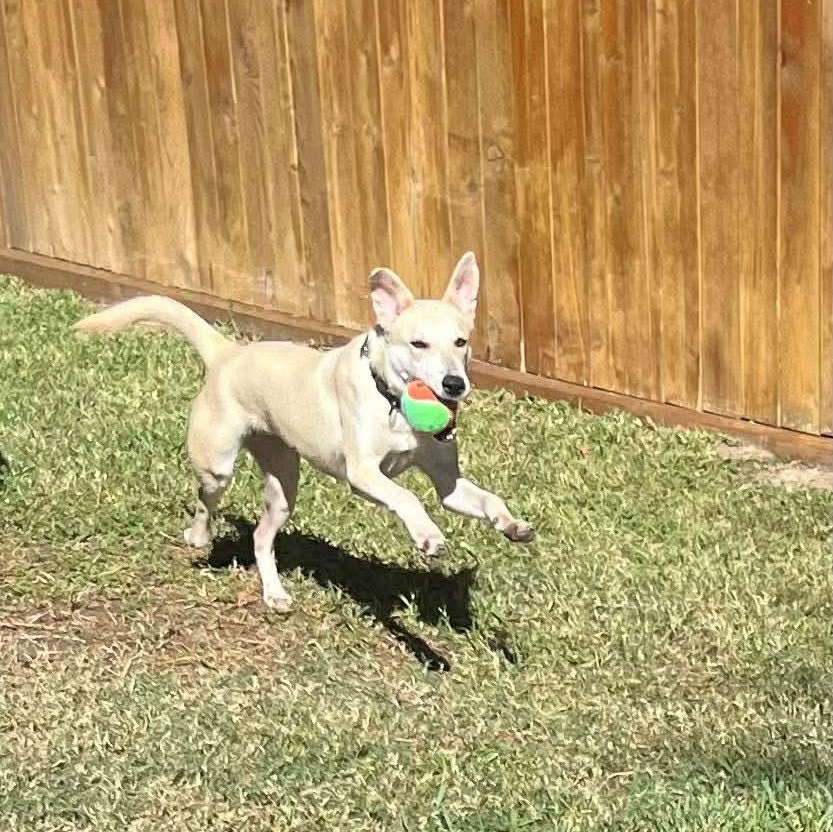 Dog for adoption - Ember, a Labrador Retriever & Husky Mix in Windsor ...