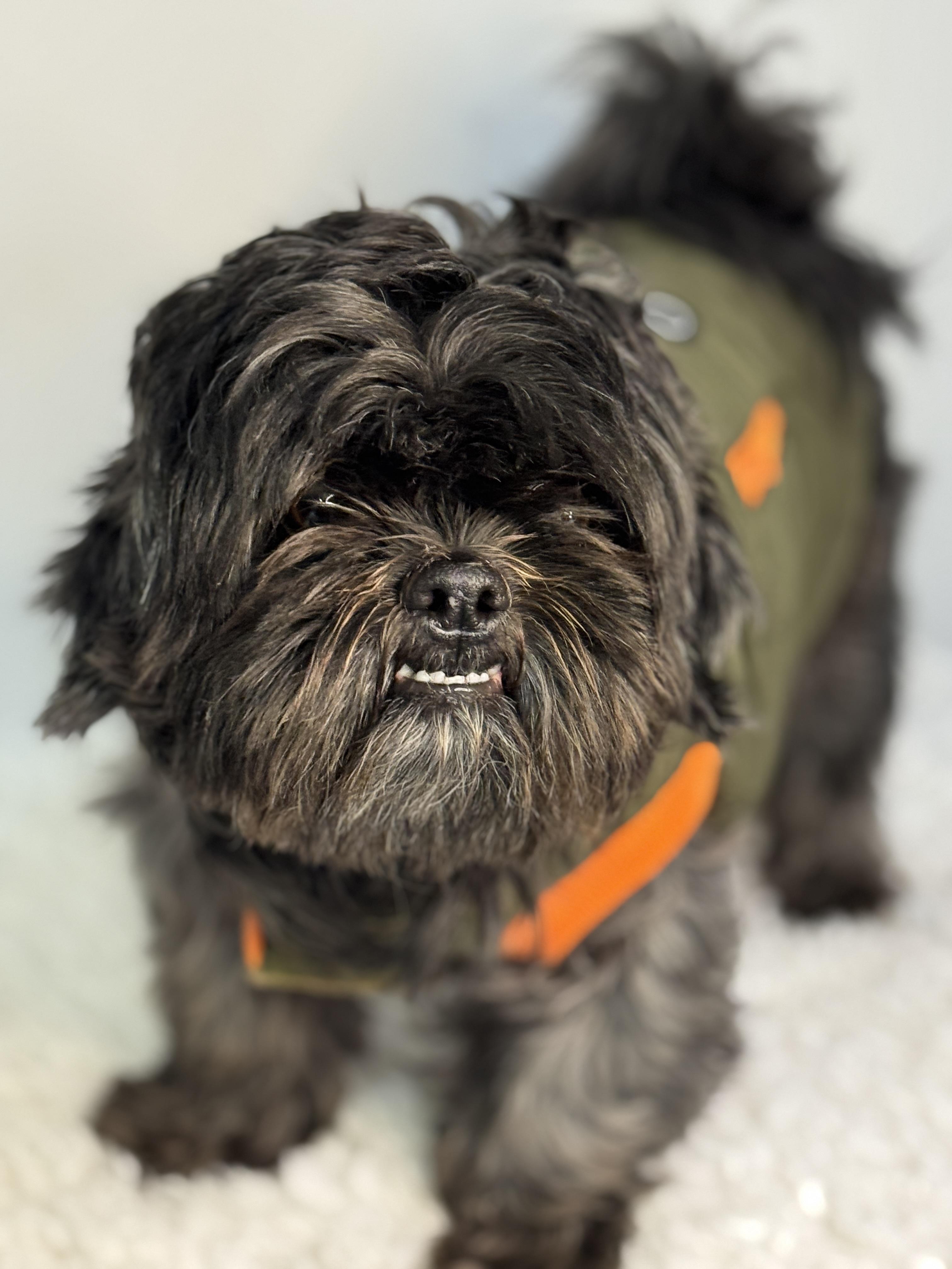 Noah - Adoptable Pet | Petfinder | Petfinder