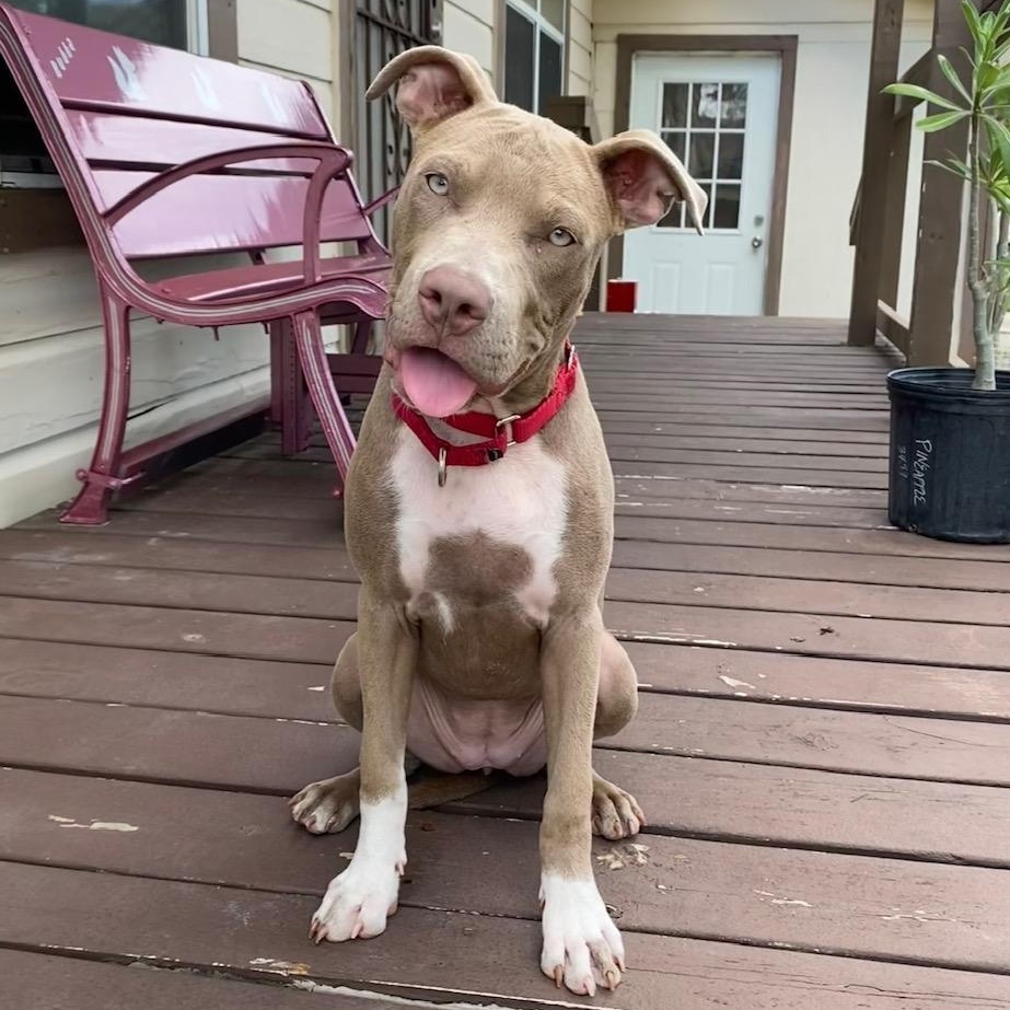 Dog for adoption - Charlotte, an American Bully & Labrador Retriever ...