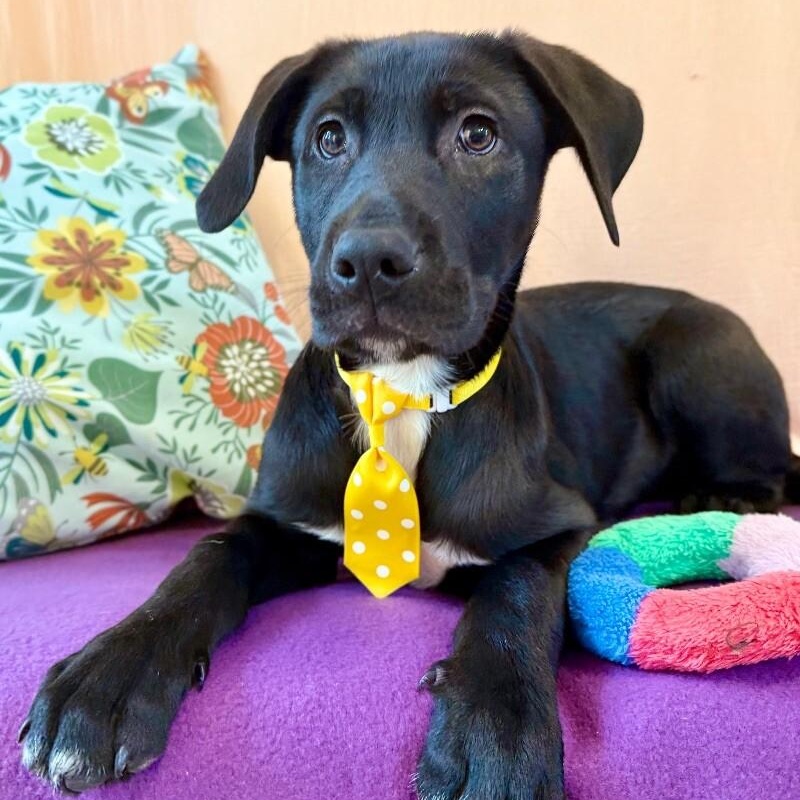 Dog for adoption - Maverick Top Gun, a Pit Bull Terrier & Labrador ...