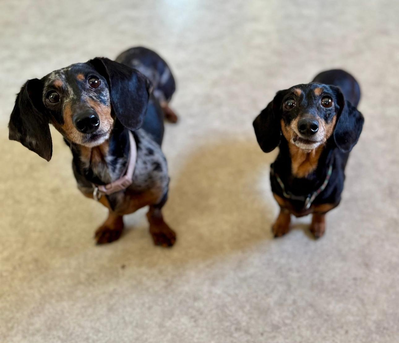 Dog for adoption - Coco & Minnie, a Miniature Dachshund in Kutztown, PA ...