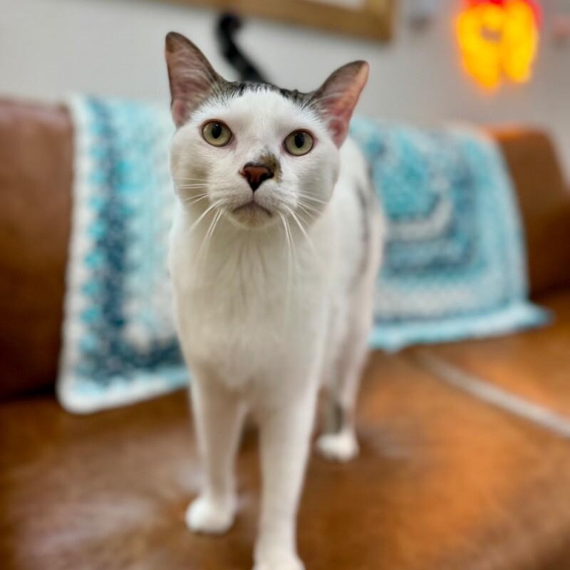 Cat for adoption - TomTom Wilson, a Tabby & Domestic Short Hair Mix in ...