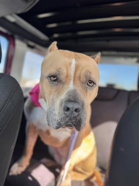 Dog for adoption - Ginger, a Cane Corso & Pit Bull Terrier Mix in ...