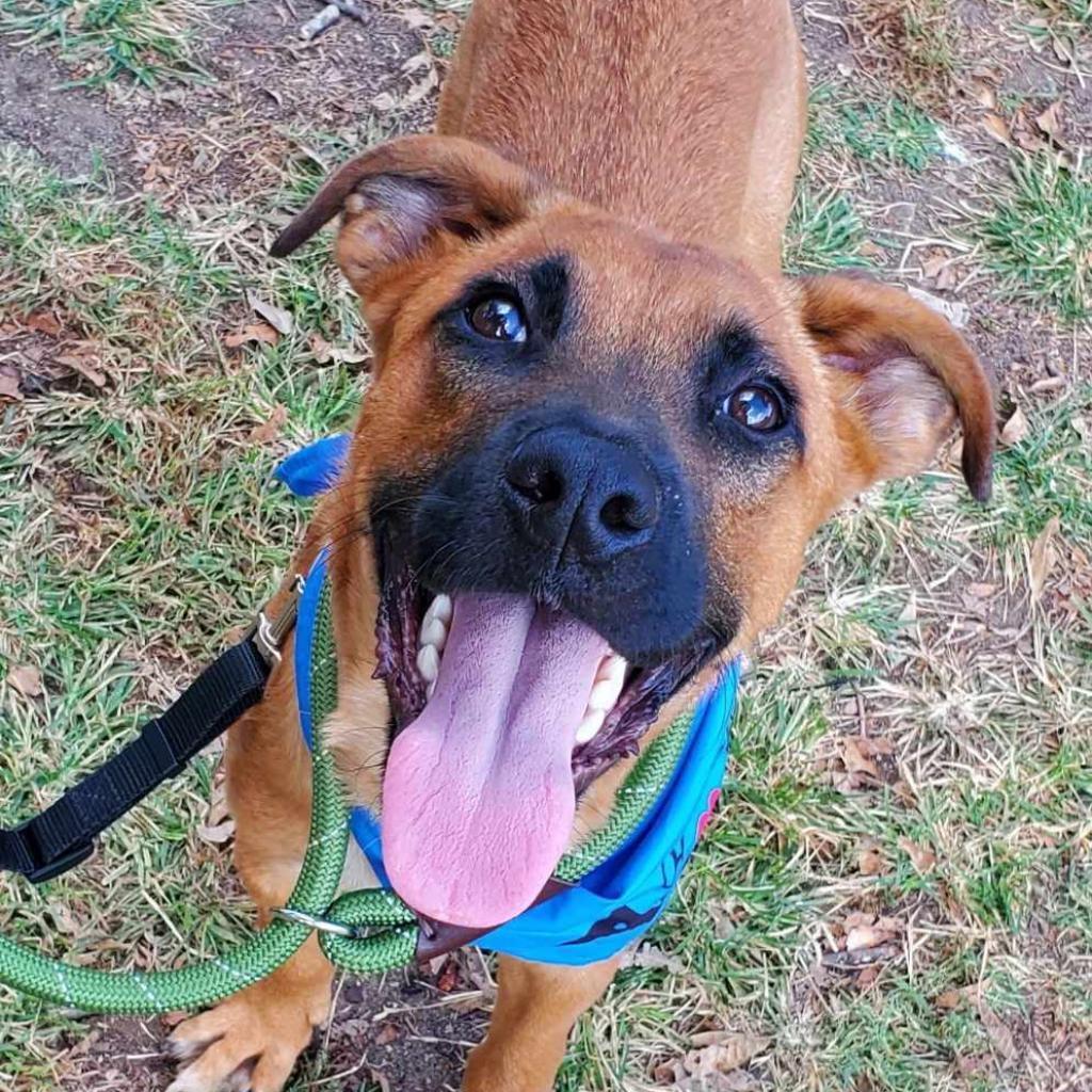 Dog for adoption - Red CM, a German Shepherd Dog Mix in Burnsville, MN ...