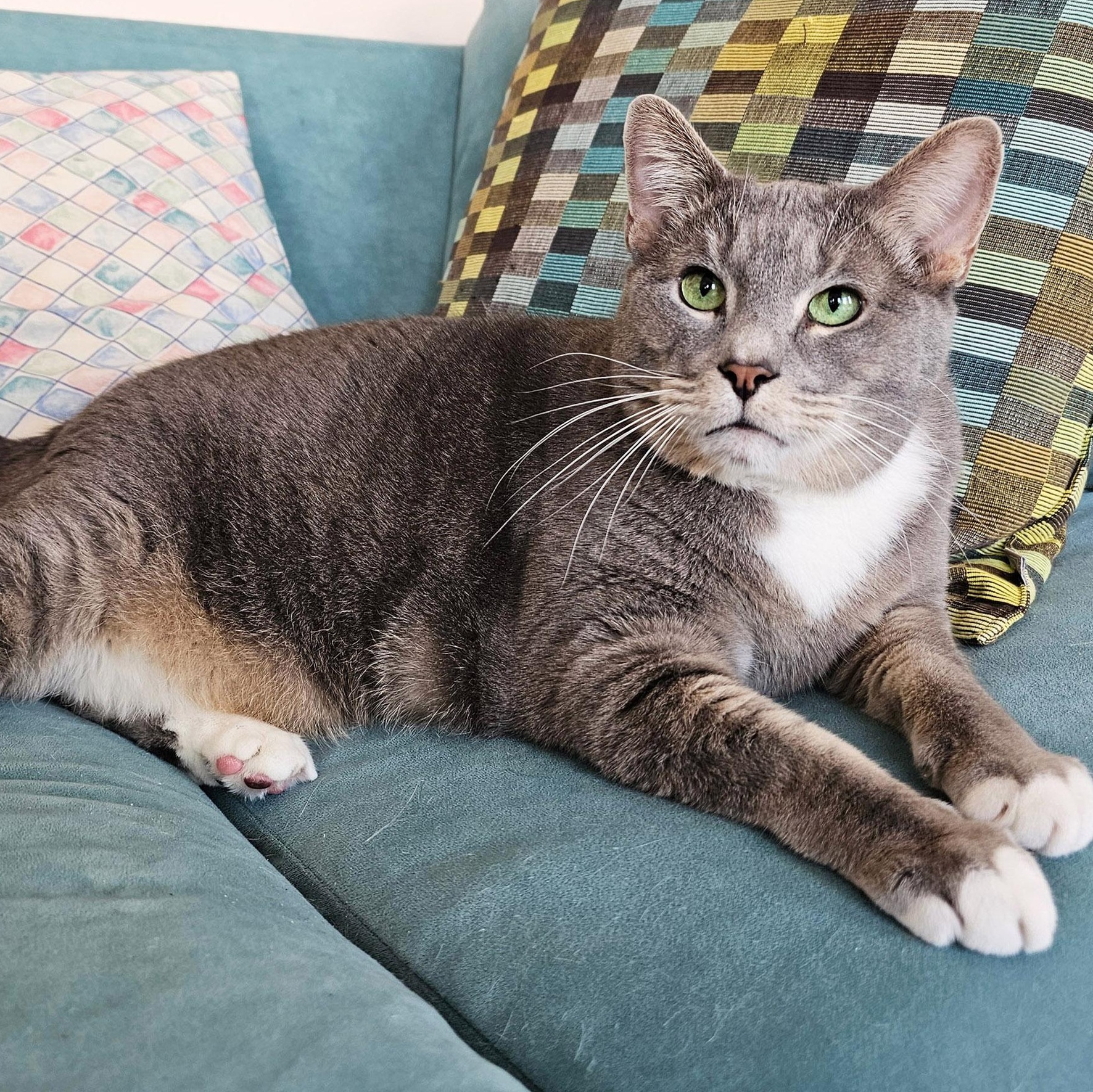 Cat for adoption - Bubby, a Domestic Short Hair in Chicago, IL | Petfinder