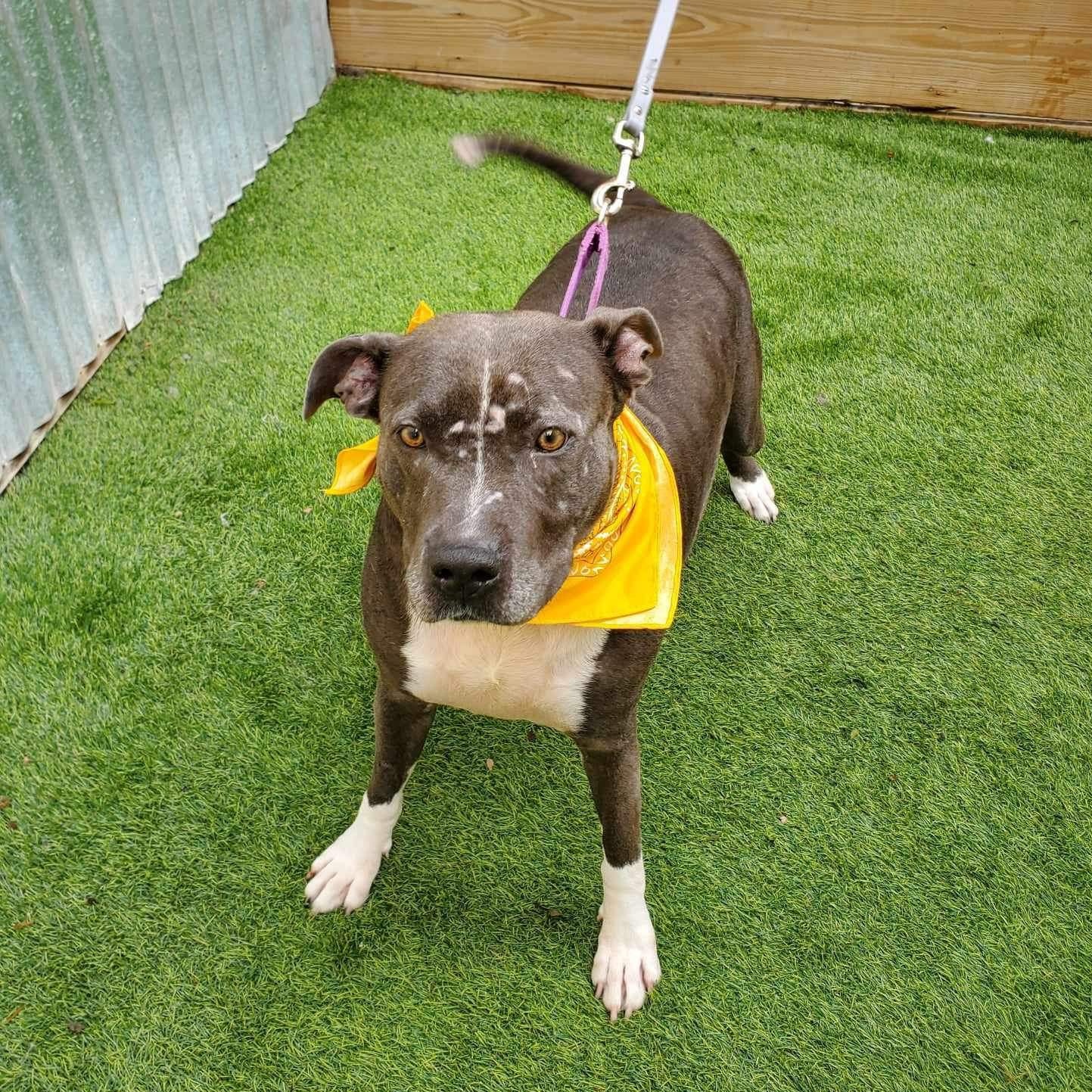 Dog for adoption - Denver, an American Staffordshire Terrier in ...