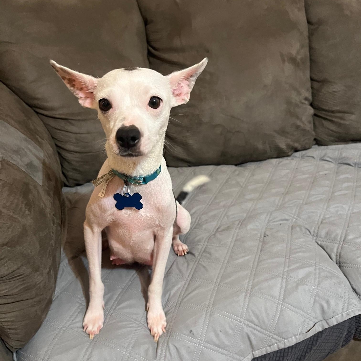 Dog for adoption - Trixie #2, a Chihuahua Mix in Puyallup, WA | Petfinder