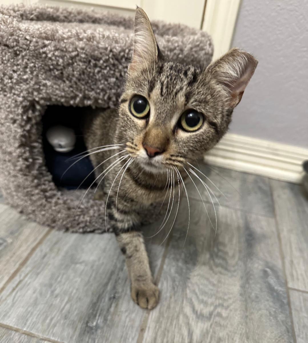 Cat for adoption - Momo, an American Shorthair in Atlanta, GA | Petfinder