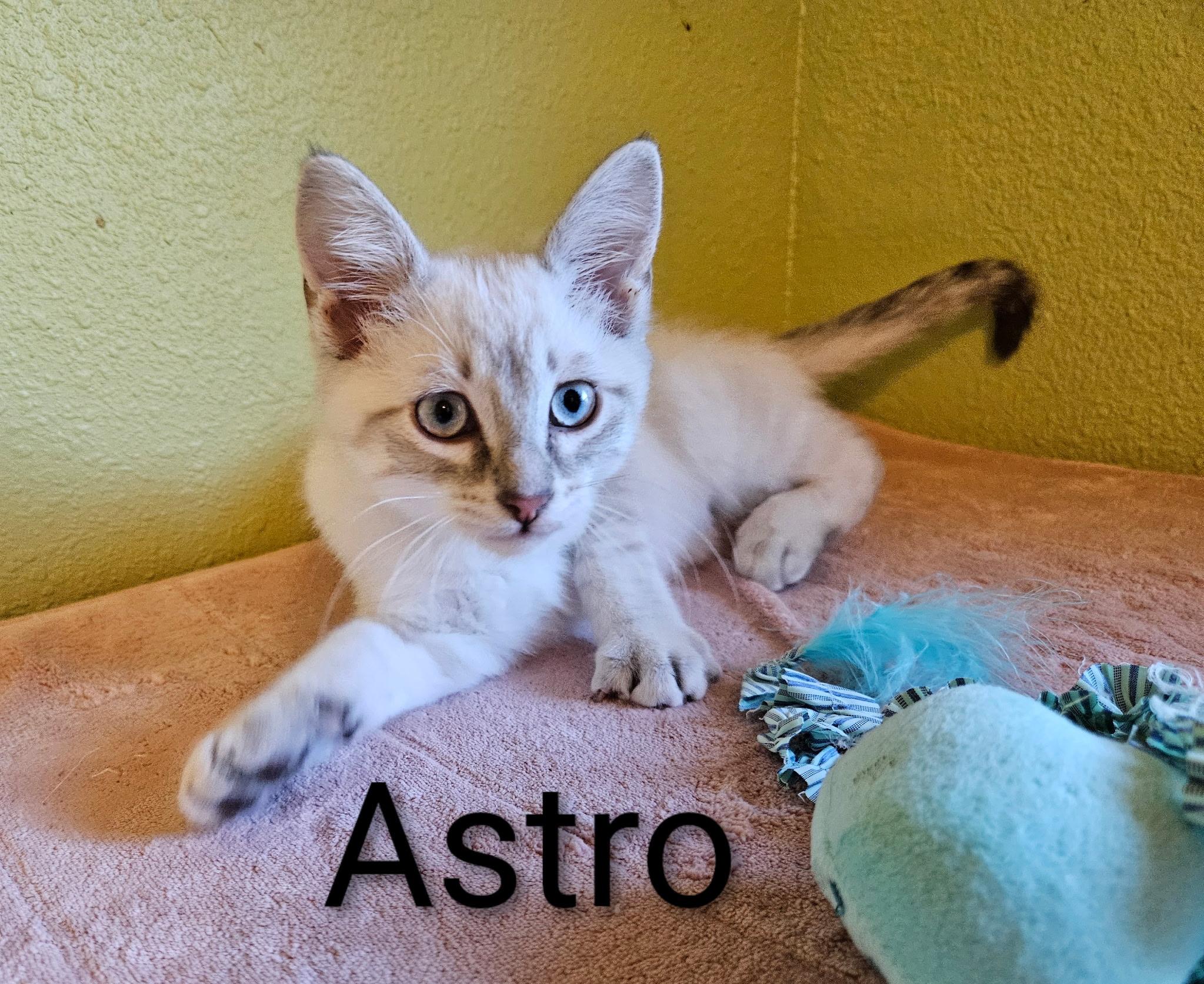 Cat for adoption - Astro - North Conroe Petsmart, a Siamese in Conroe ...