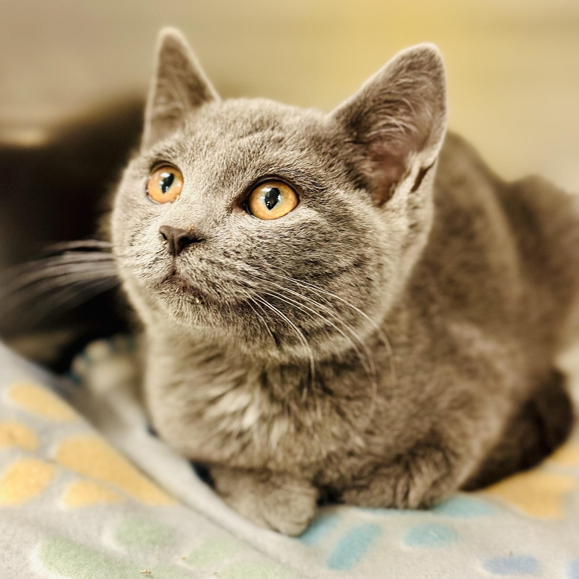 Cat for adoption - Holly, a Domestic Short Hair in Jackson, NJ | Petfinder