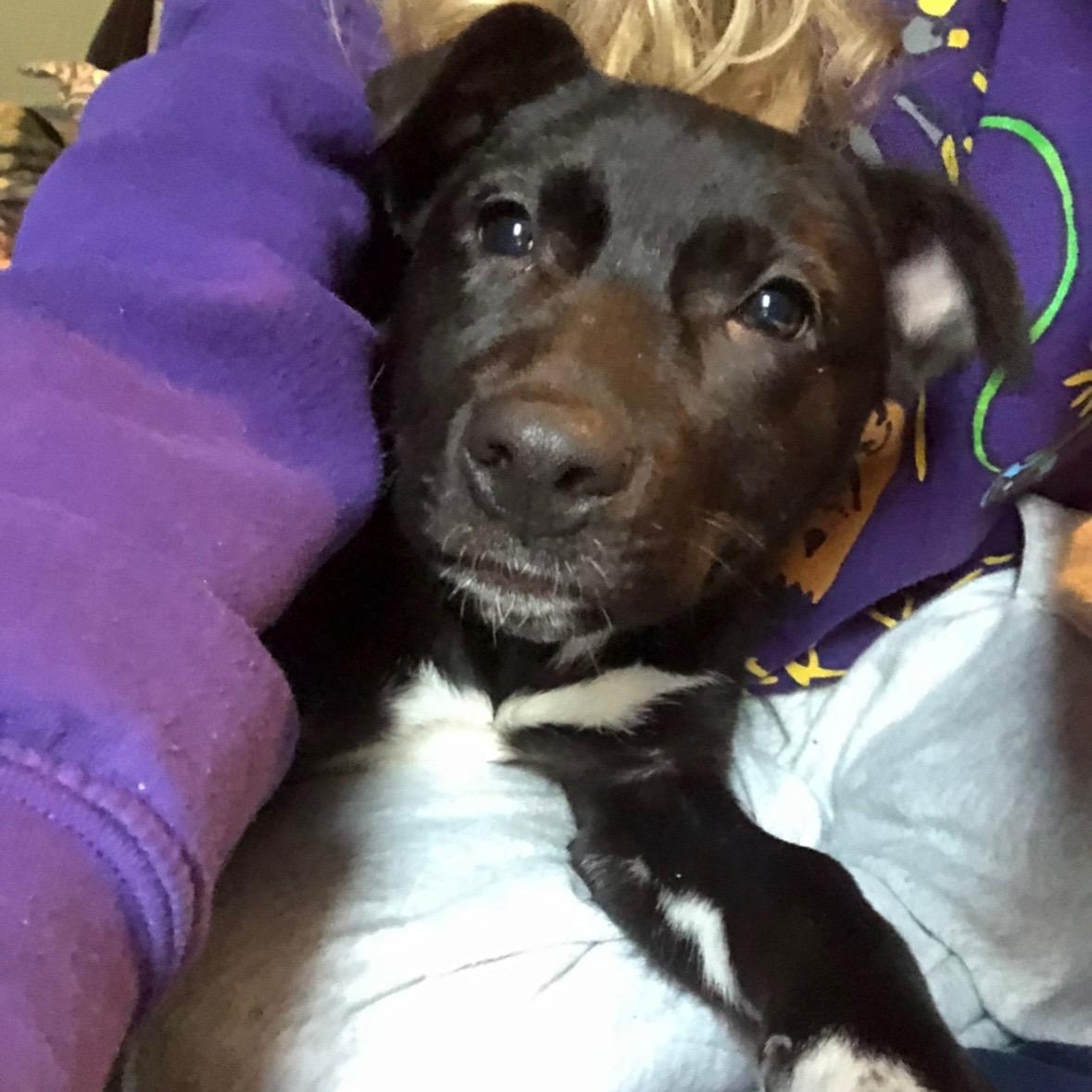 Dog for adoption - Minnie and Winnie, a Labrador Retriever Mix in ...