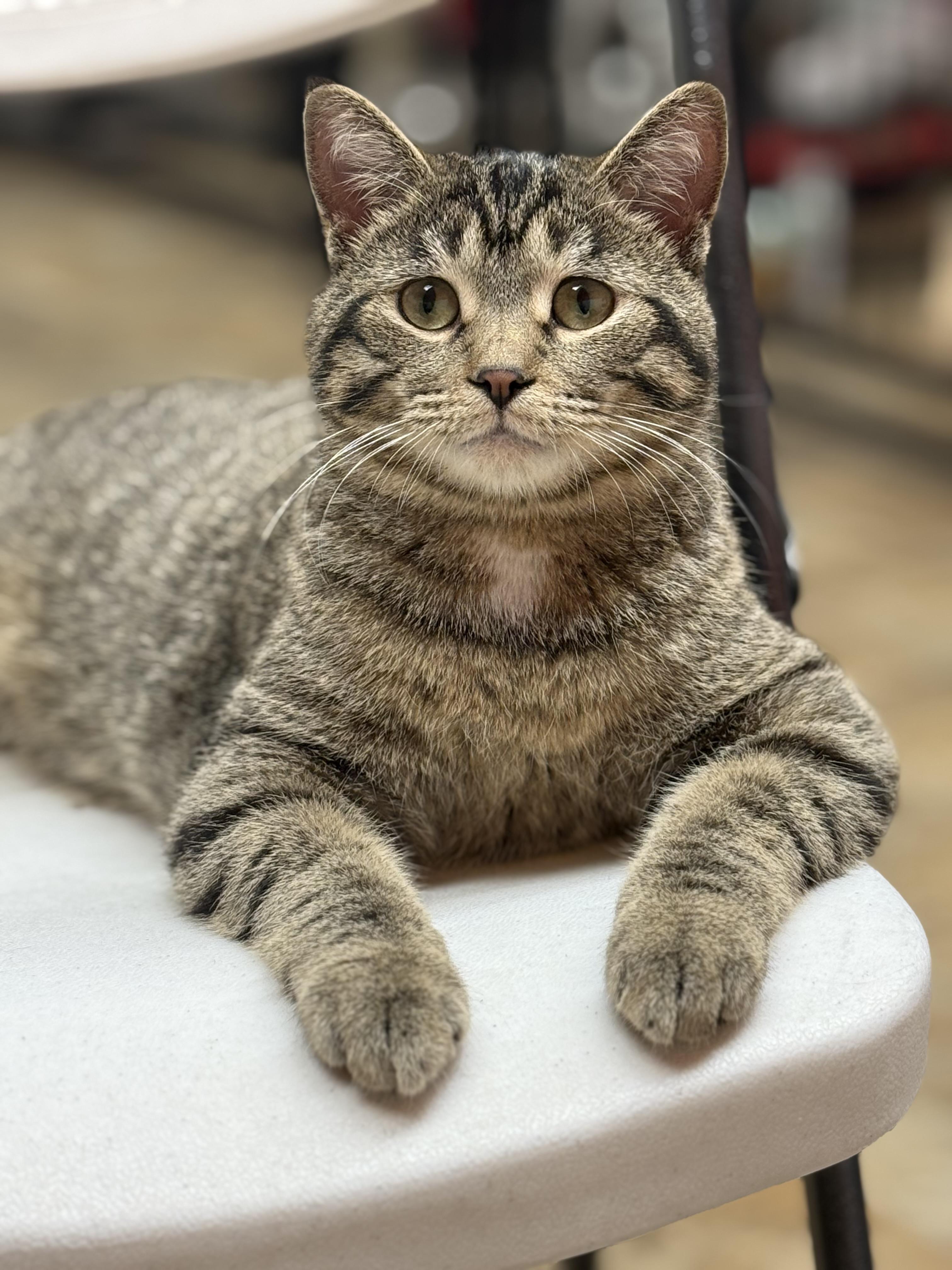 Cat for adoption - Frank, a Domestic Short Hair in Vinton, IA | Petfinder