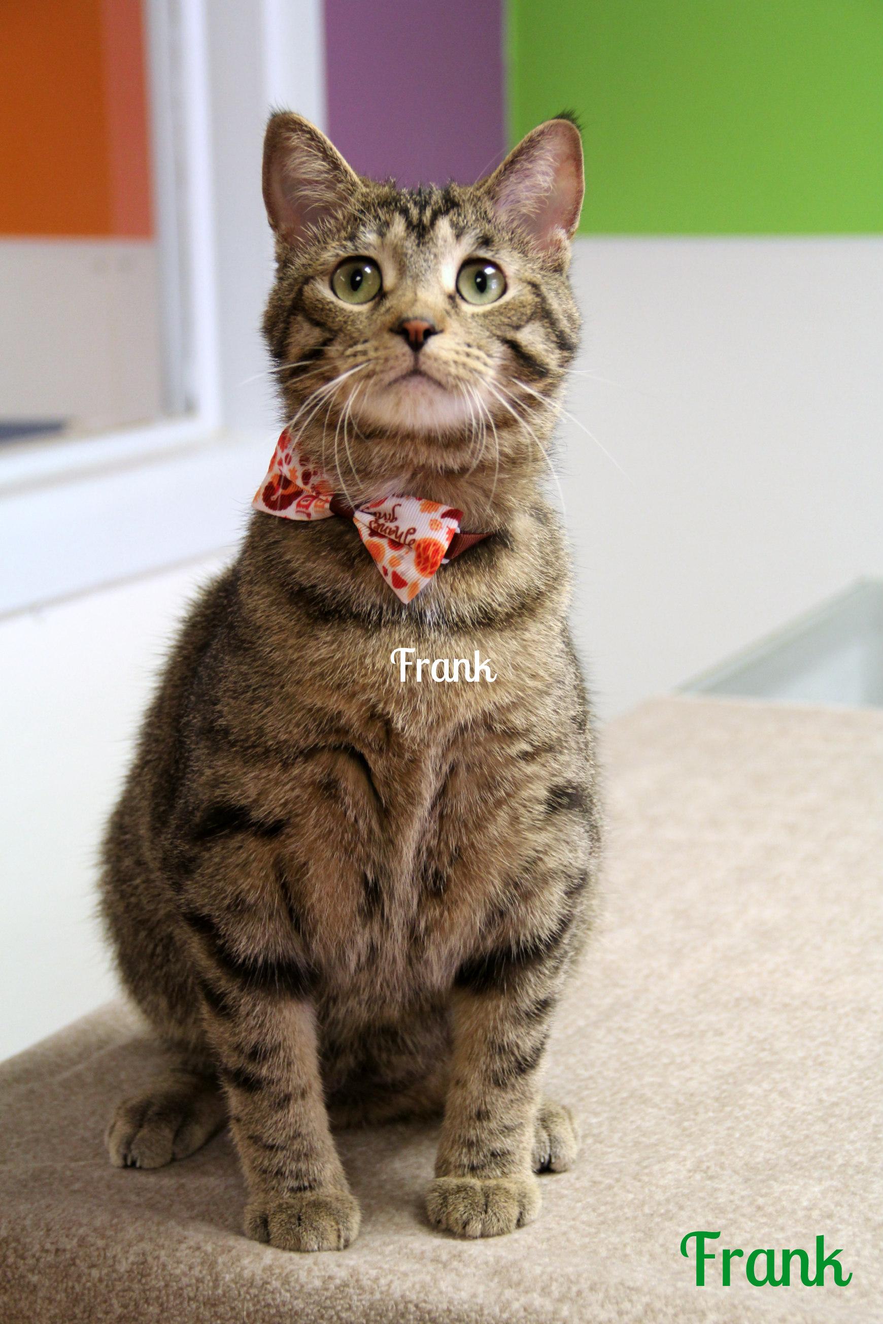 Cat for adoption - Frank, a Domestic Short Hair in Vinton, IA | Petfinder