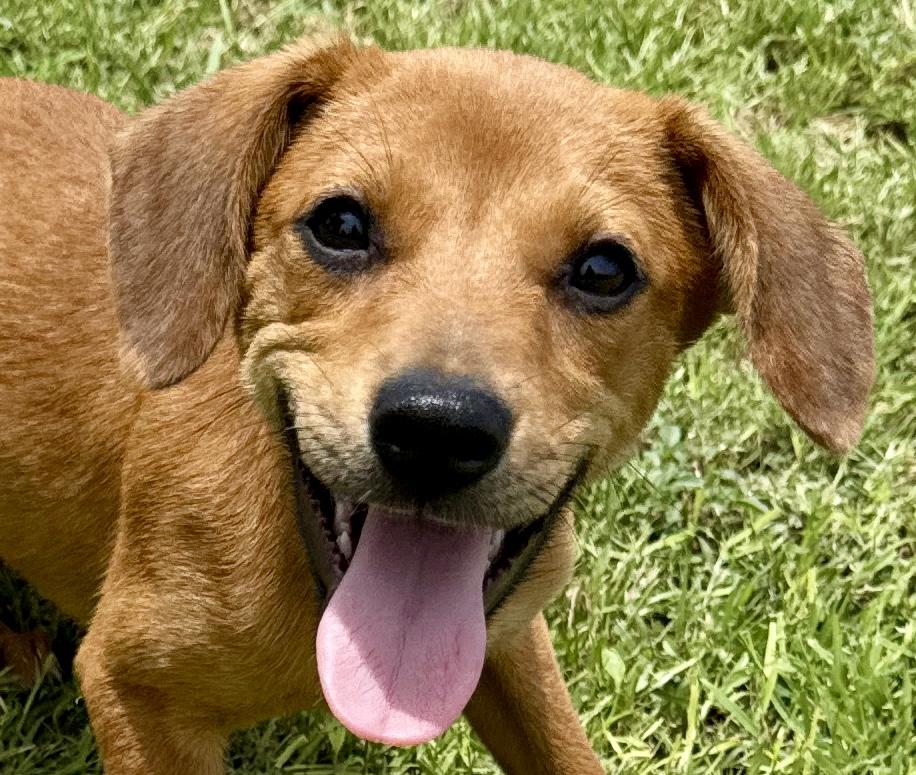 Dog for adoption - Raspberry, a Dachshund & Chihuahua Mix in ...