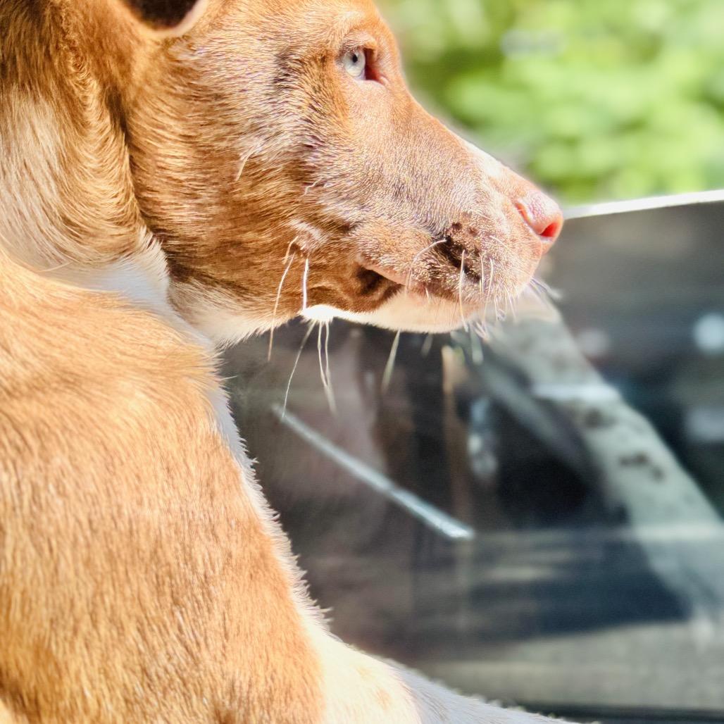 Dog for adoption - Cheerio, a Labrador Retriever in Atlanta, GA | Petfinder