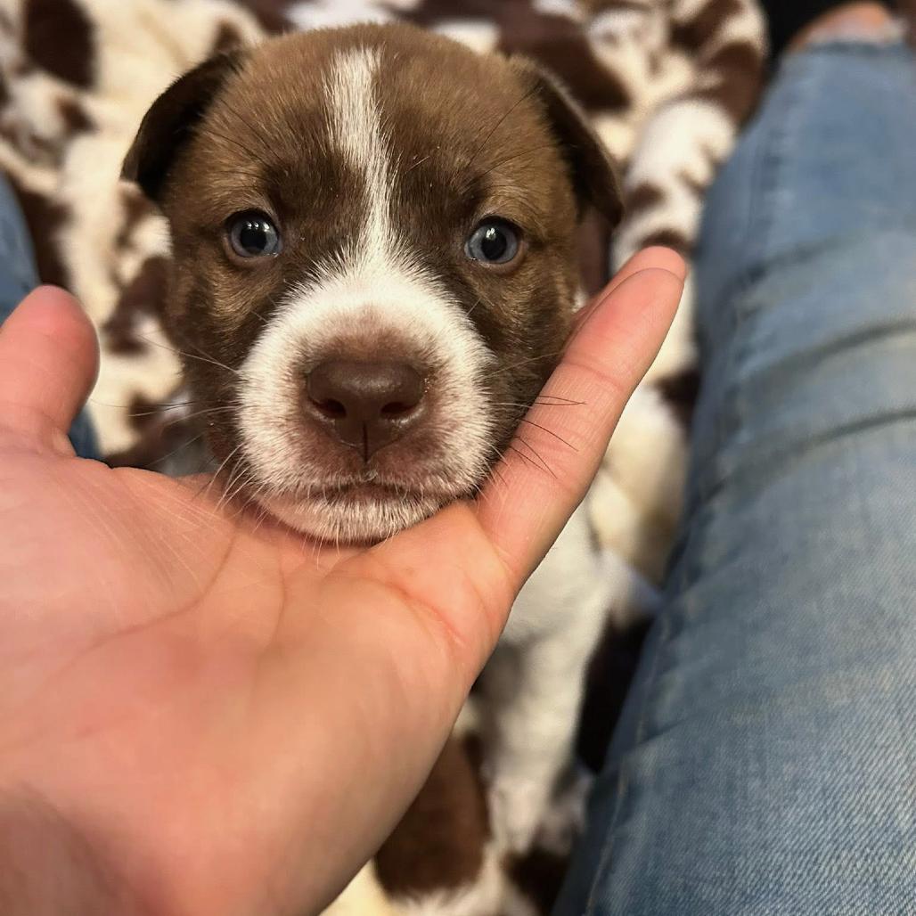 Dog for adoption - Cheerio, a Labrador Retriever in Atlanta, GA | Petfinder