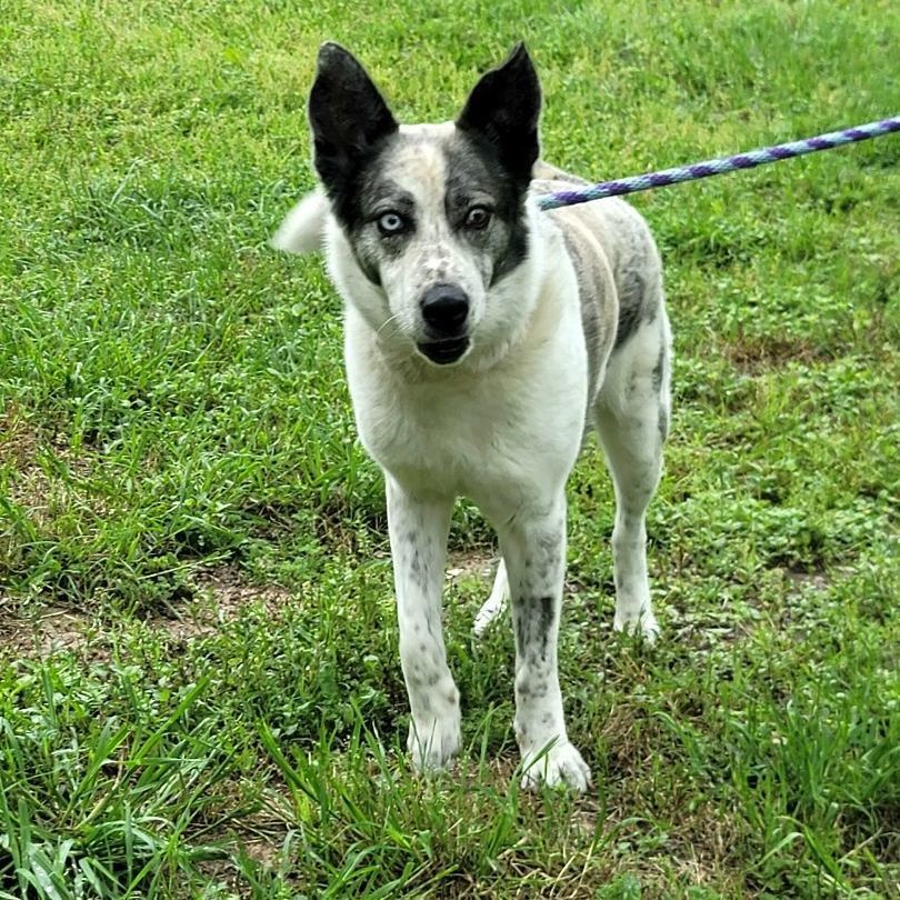 Dog for adoption - Esperanza, a Husky & Catahoula Leopard Dog Mix in ...