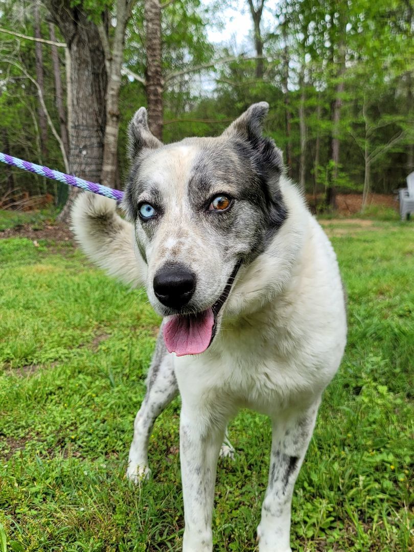 Dog for adoption - Esperanza, a Husky & Catahoula Leopard Dog Mix in ...