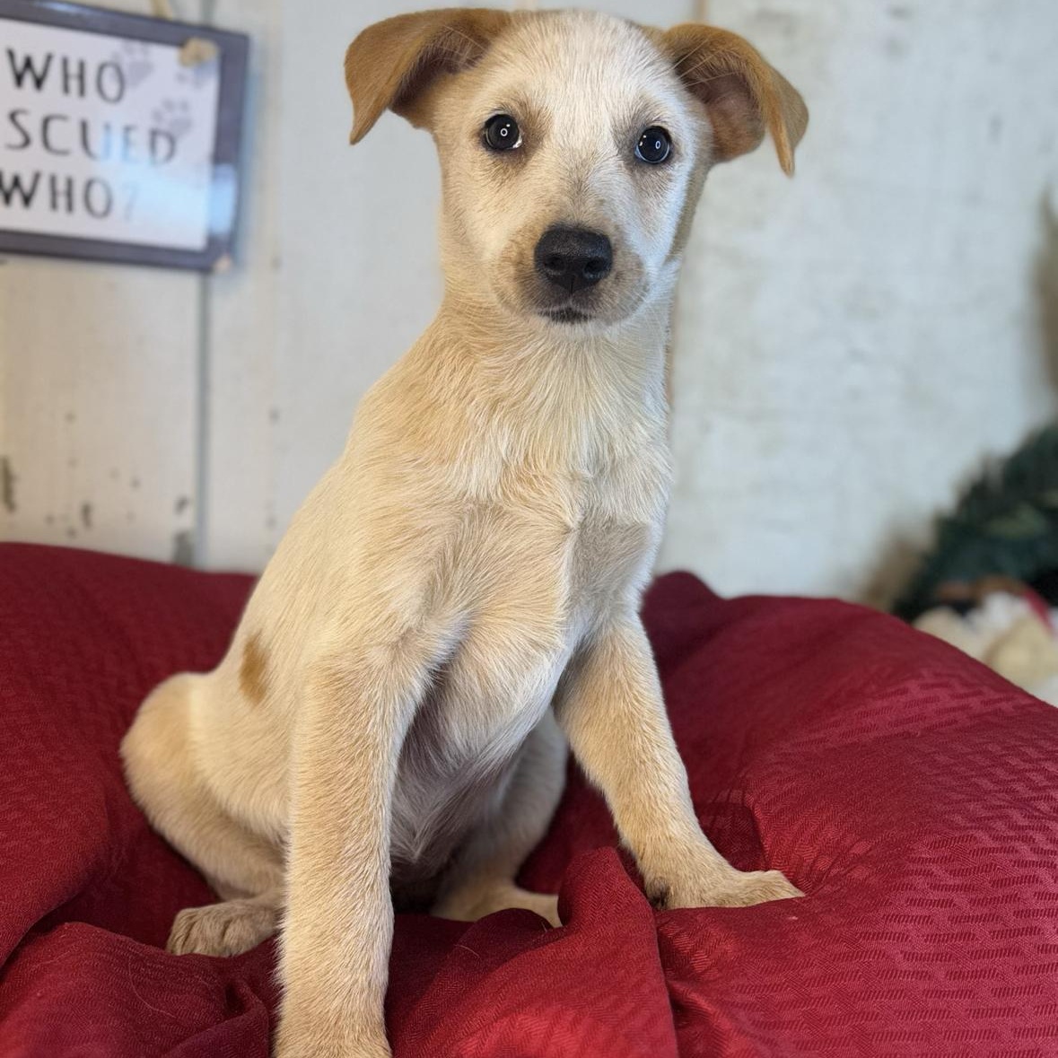 Dog for adoption - Florence, an Australian Cattle Dog / Blue Heeler ...