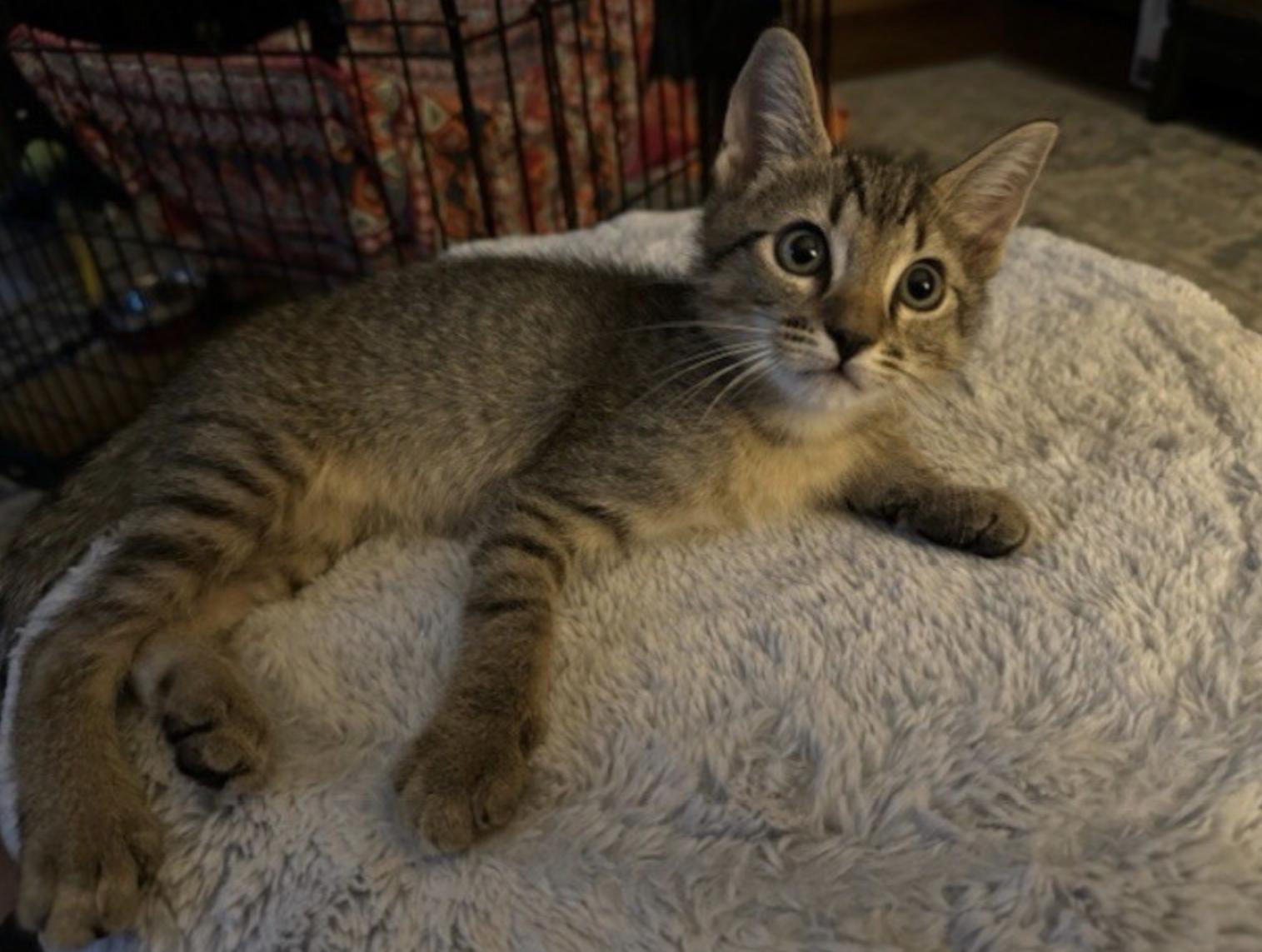 Cat for adoption - Henry Karam, a Domestic Short Hair Mix in Pittsburgh ...