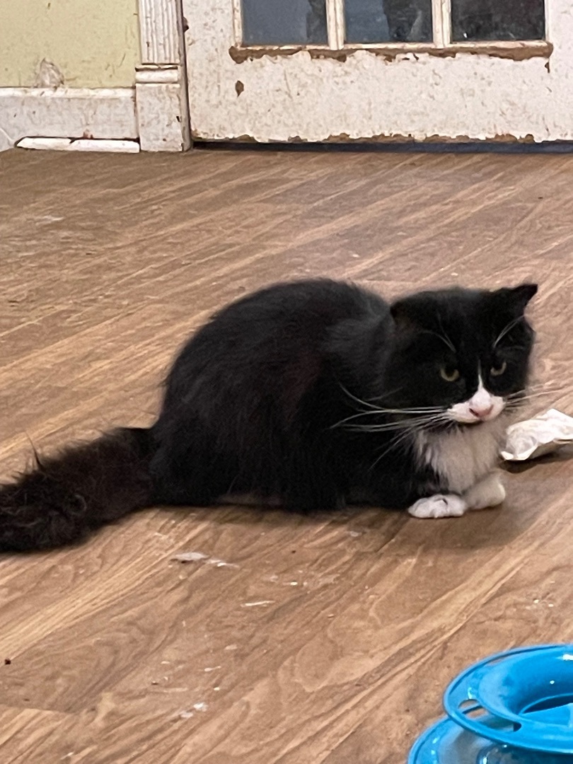 Cat for adoption - Batman, a Domestic Long Hair in Albion, MI | Petfinder