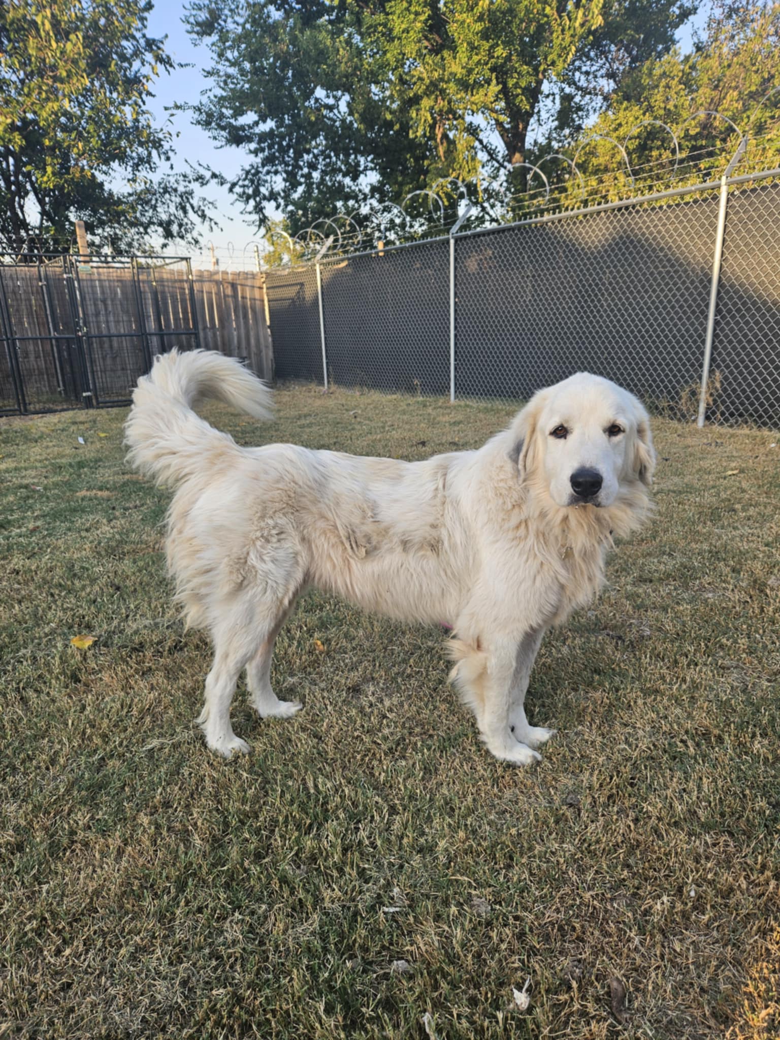 Dog for adoption - KNUT, a Great Pyrenees in TULSA, OK | Petfinder