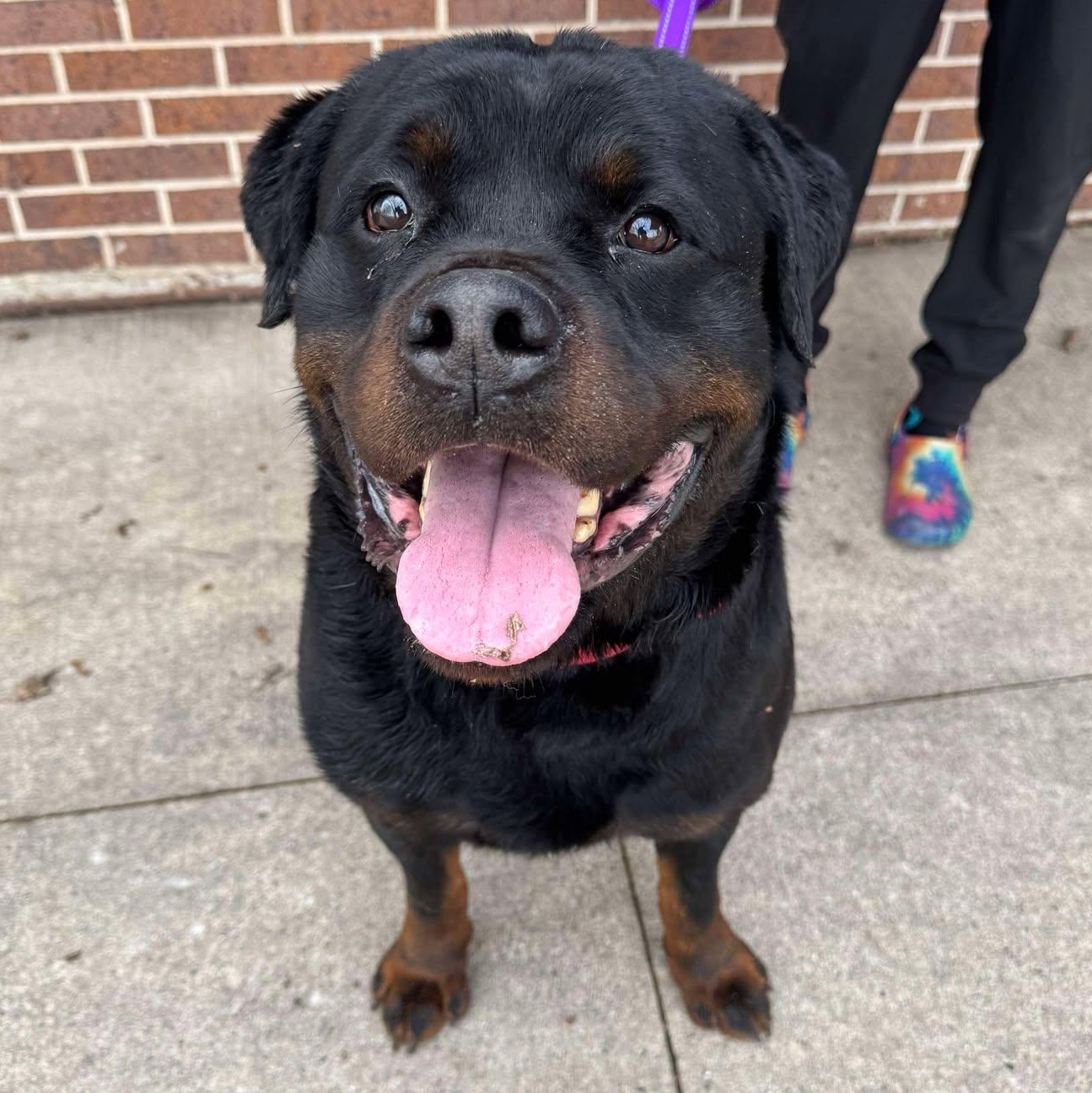 Cedar Bend Humane Society | Adopt a Dog