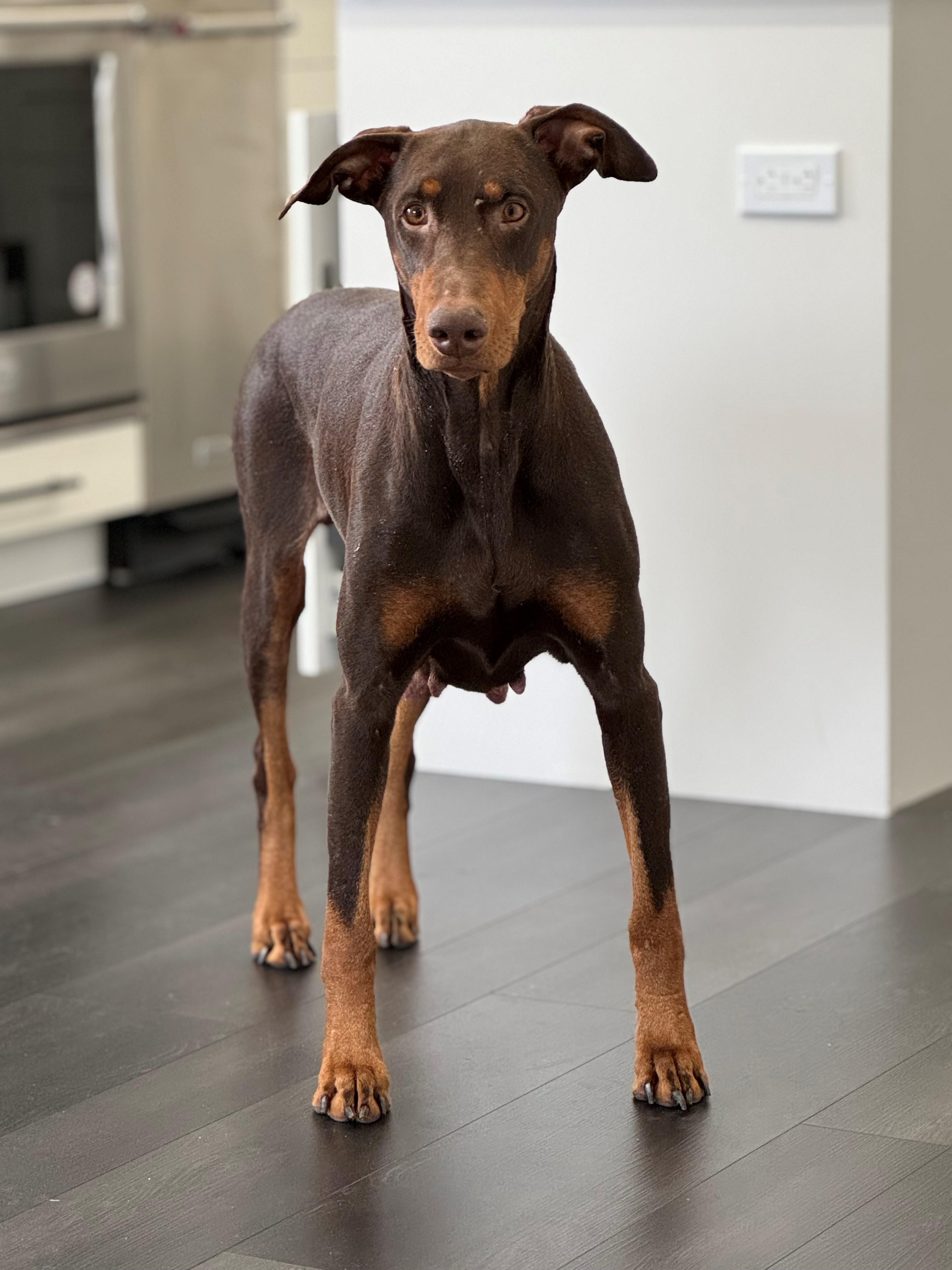 Dog for adoption - Ruby, a Doberman Pinscher in Louisville, KY | Petfinder