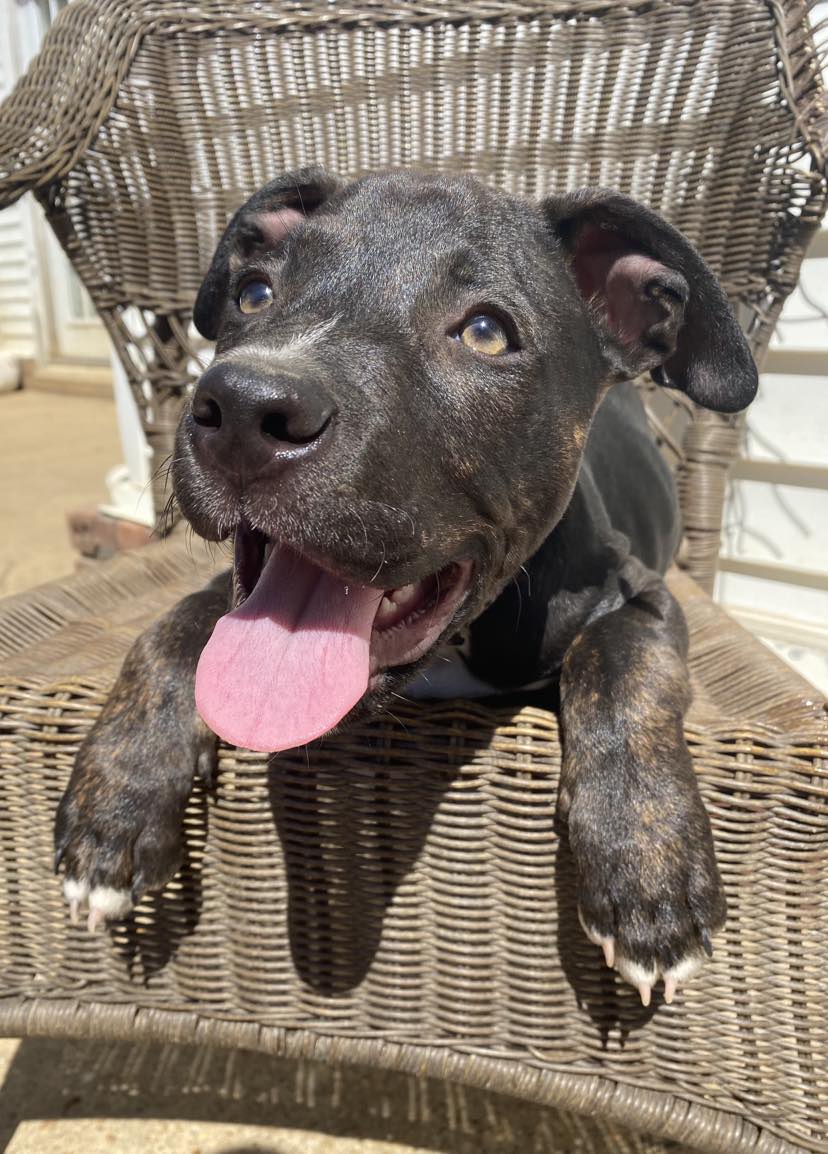 Mary's Dogs Rescue and Adoption - Our Dogs