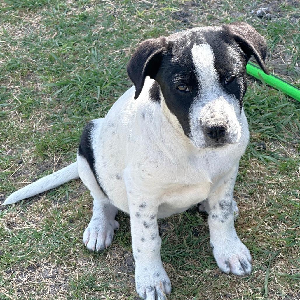 Dog for adoption - Fiona CI, a Great Pyrenees & Border Collie Mix in ...
